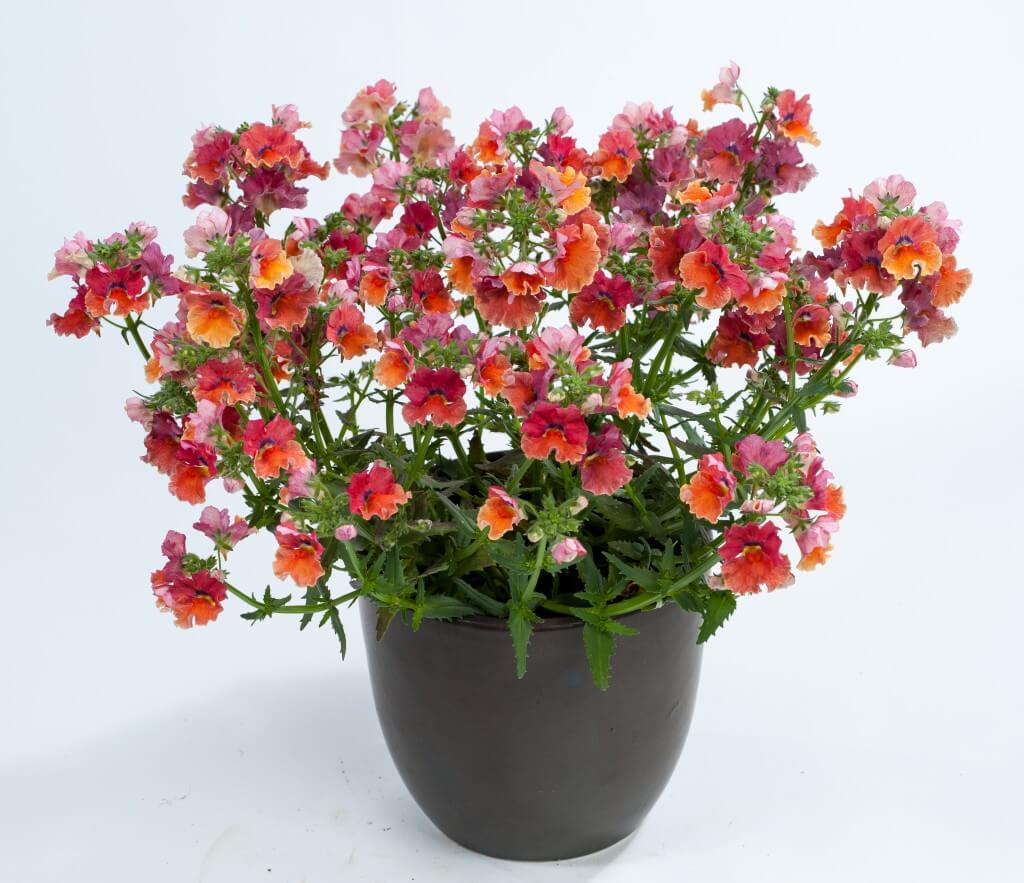 NESIA™ Sunshine - Danziger