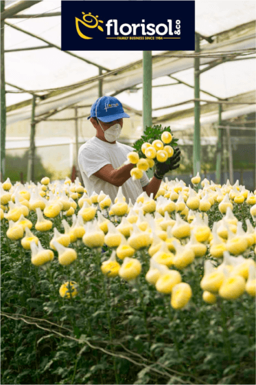 Florisol Ecuador - High Quality Cut Flowers | Danziger