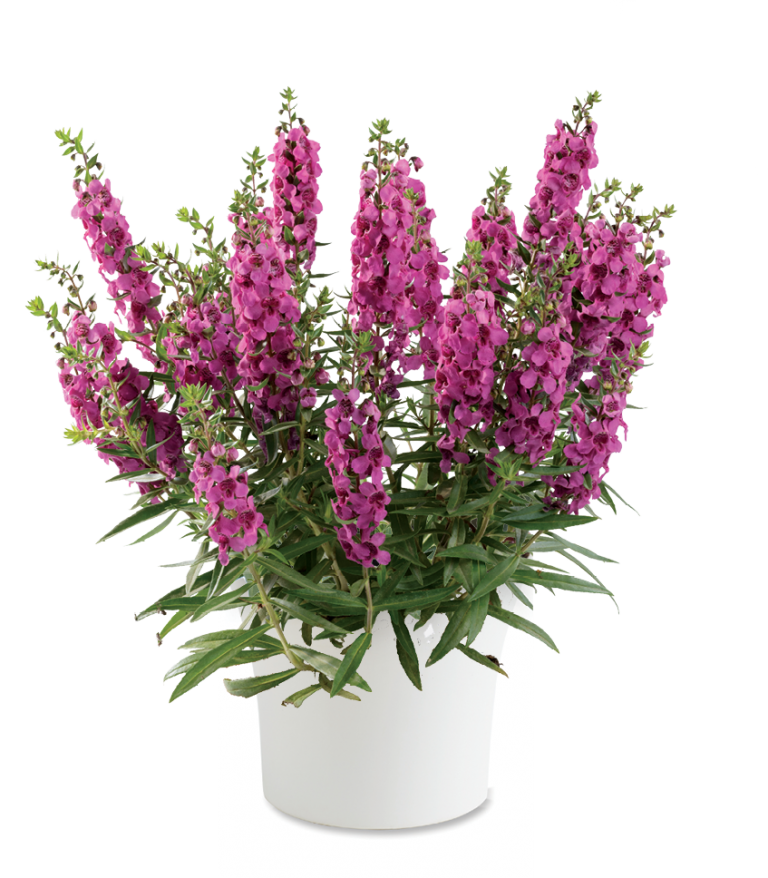 ALONIA™ Series Archives - Danziger