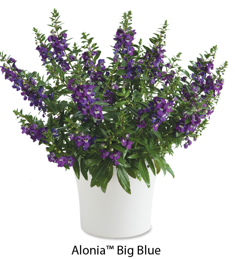 Alonia™ Bicolor Violet - Danziger