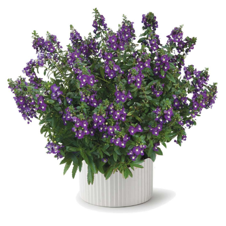 Alonia™ Bicolor Violet - Danziger