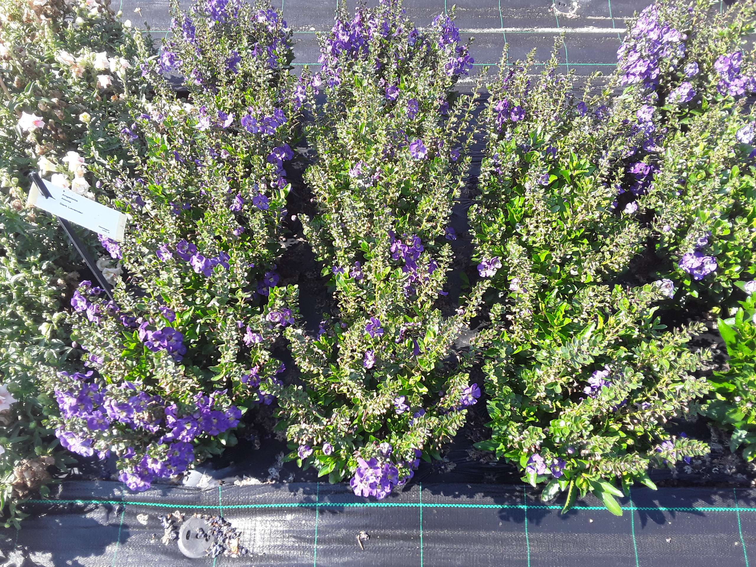 ALONIA™ Series Archives - Danziger