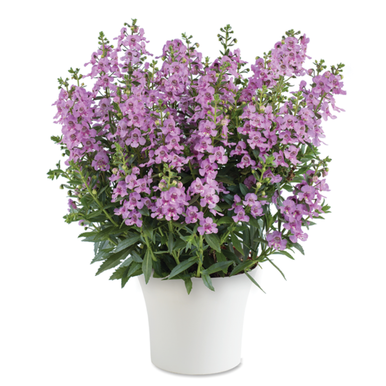 Alonia™ Big Dark Pink - Danziger