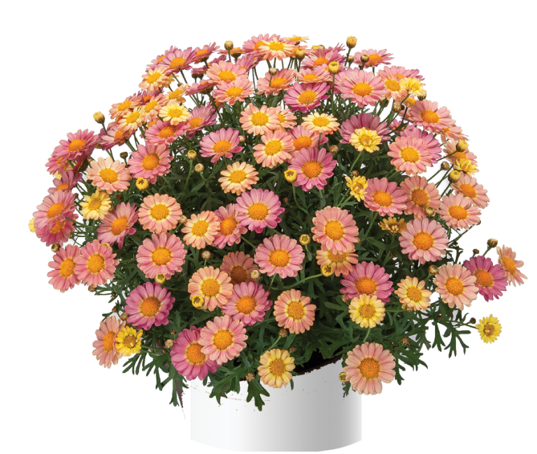 Angelic™ Giant Pink - Danziger