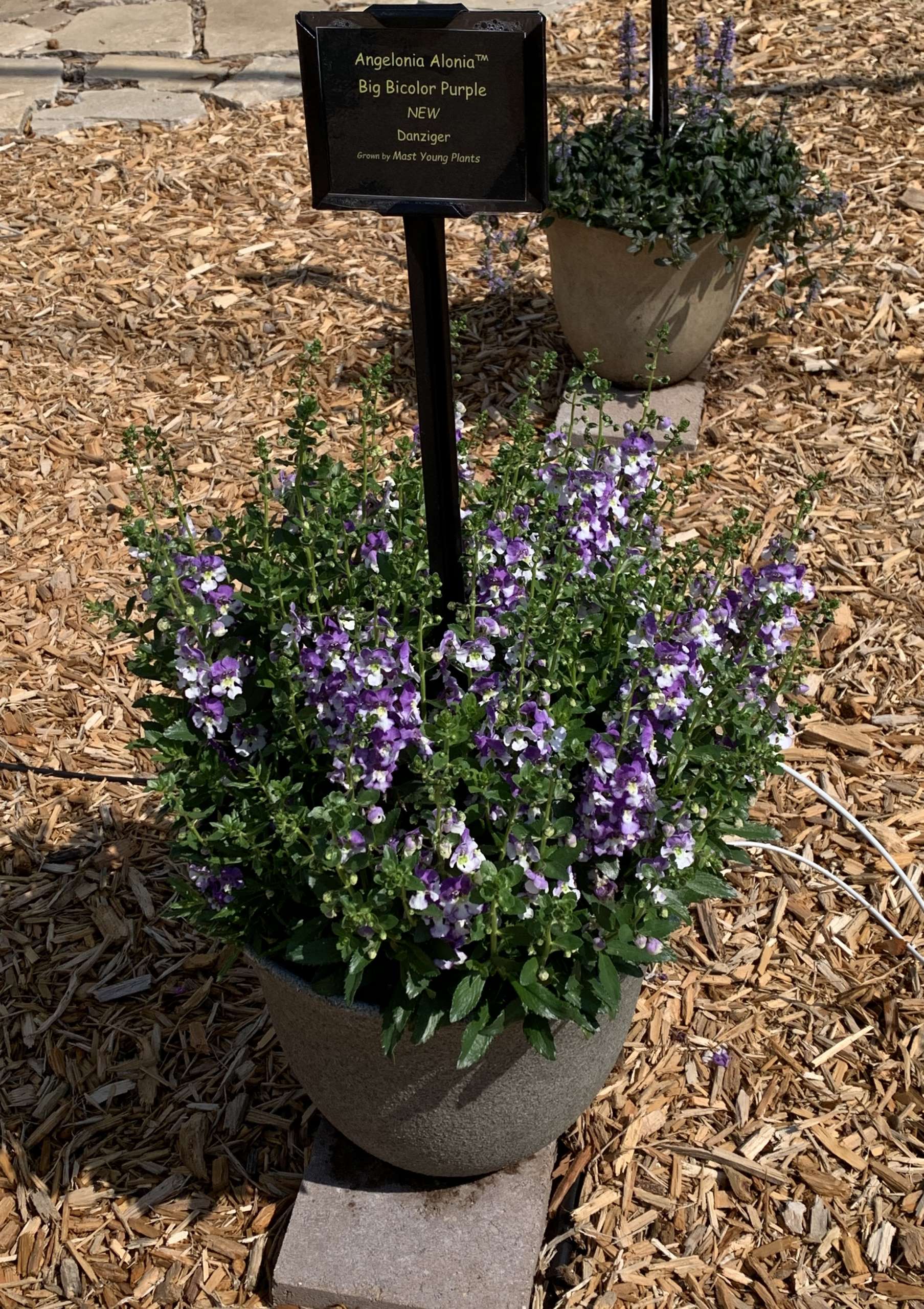 ALONIA™ Series Archives - Danziger