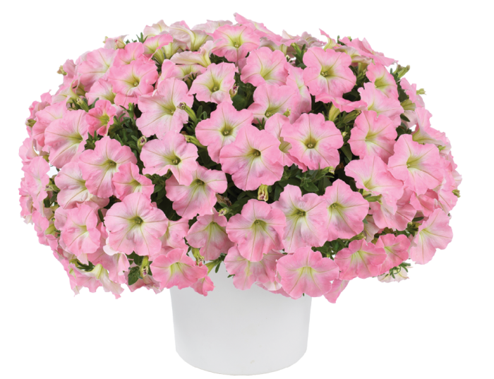 CAPELLA™ Rim Fuchsia - Danziger