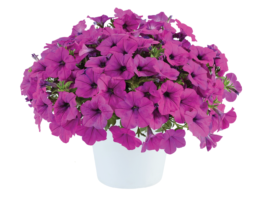 CAPELLA™ Hello Yellow - Danziger