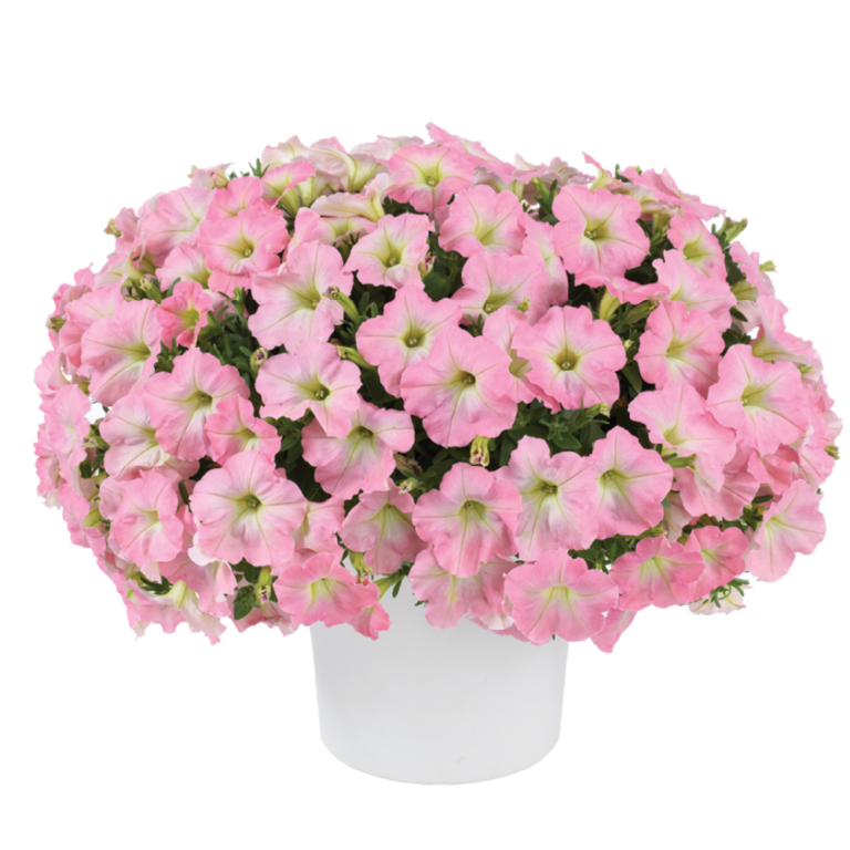 CAPELLA™ Rim Raspberry - Danziger