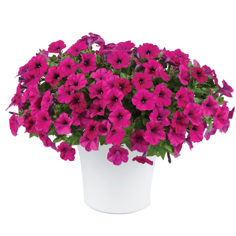 CAPELLA™ Rim Raspberry - Danziger