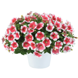 CAPELLA™ Rim Raspberry - Danziger