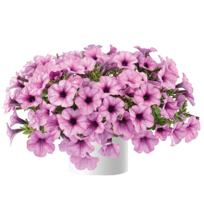 CAPELLA™ Rim Raspberry - Danziger