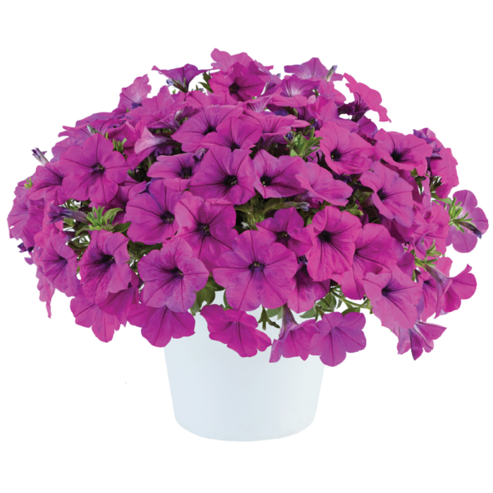 Capella™ Pink Lace - Danziger