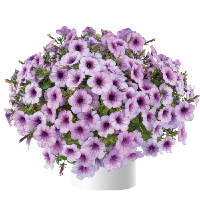 Capella™ Pink Lace - Danziger