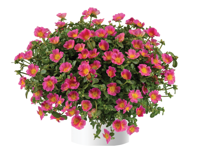 PAZZAZ NANO™ Series - Danziger