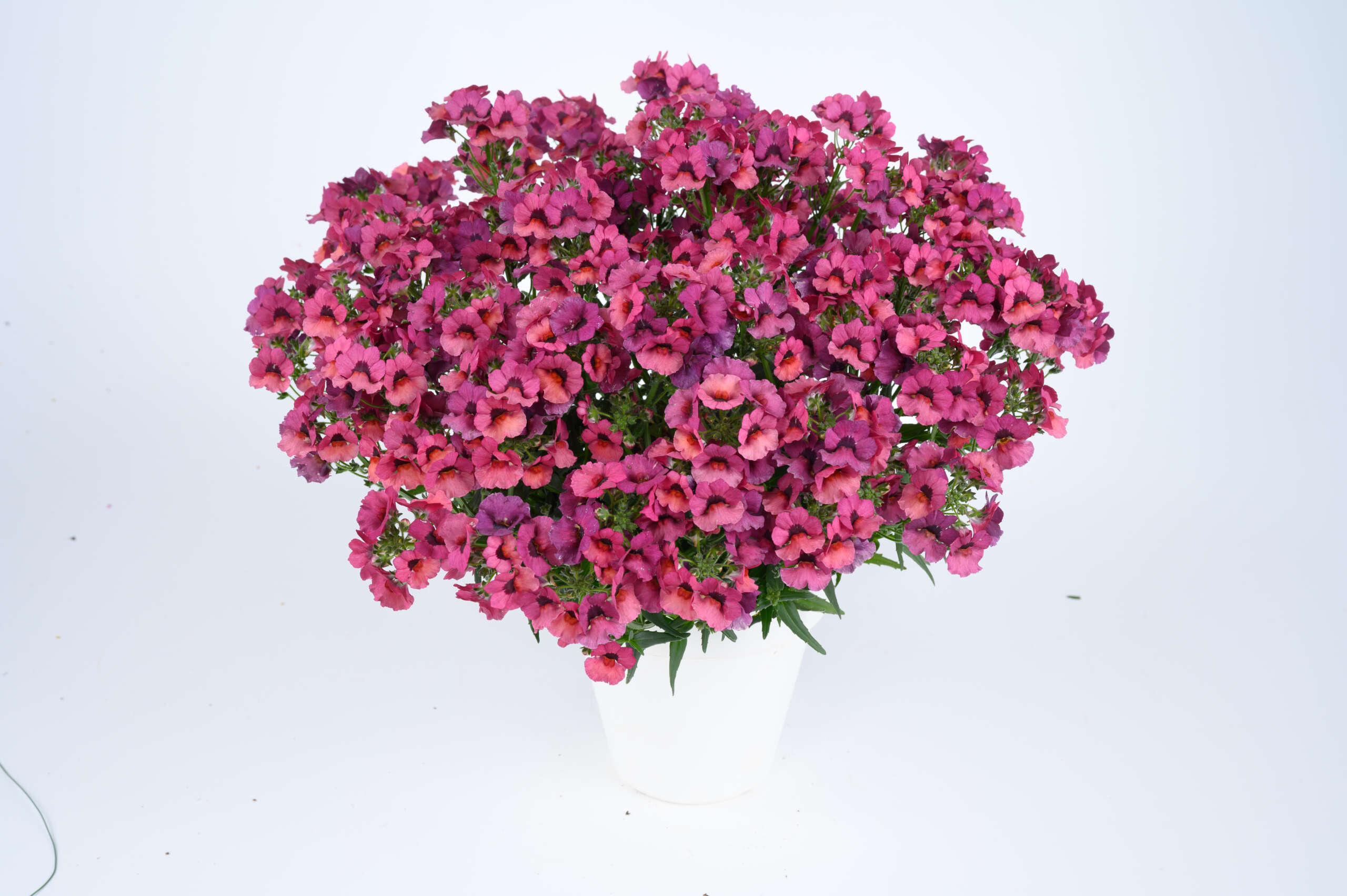 VANESSA™ COMPACT Bordeaux - Danziger