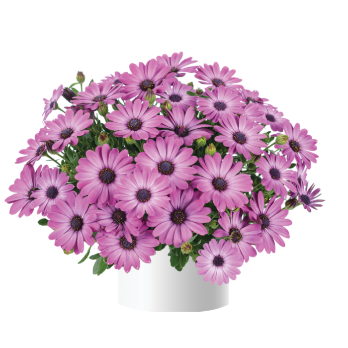 OSTICA™ Series - Danziger