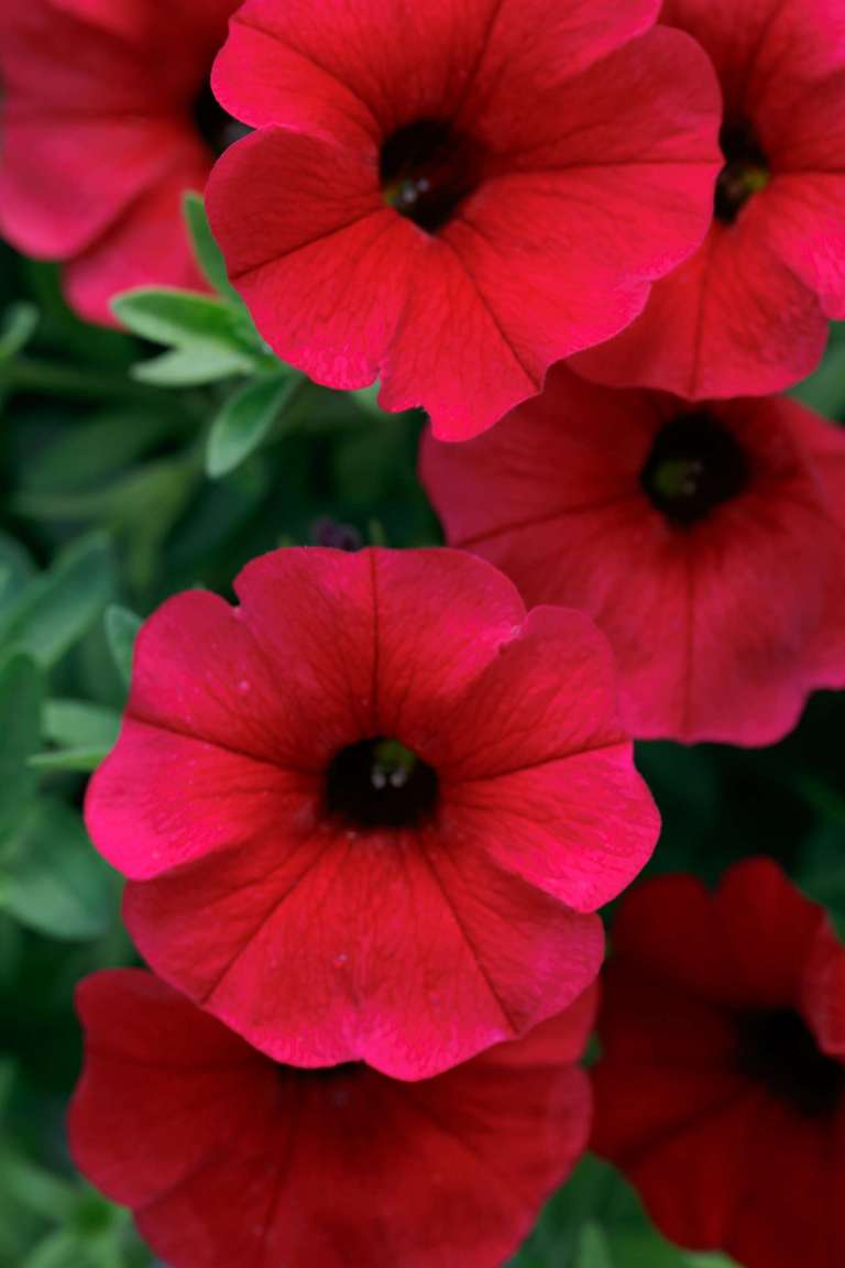 Supercal® Blue - Danziger