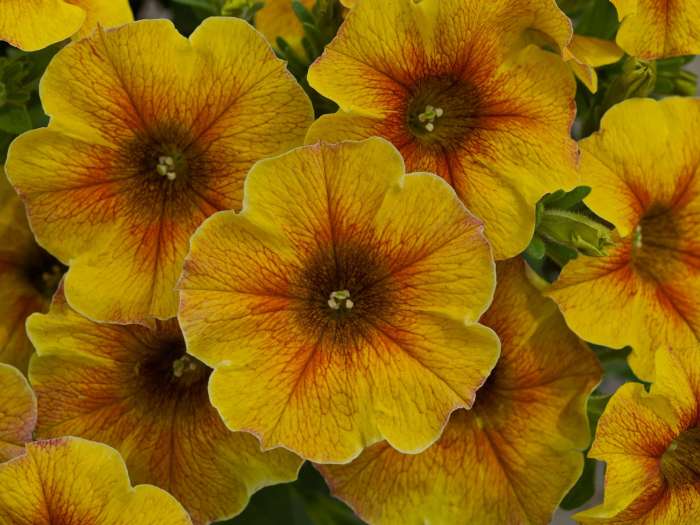 Supercal® Premium Cinnamon - Danziger