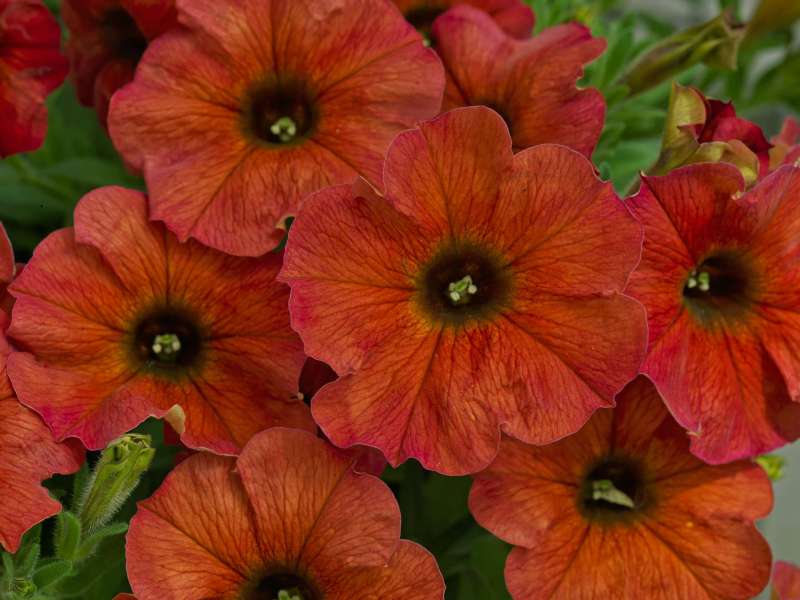 Supercal® Premium Bordeaux - Danziger