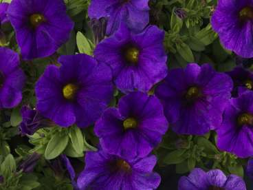 Supercal® Premium Bordeaux - Danziger