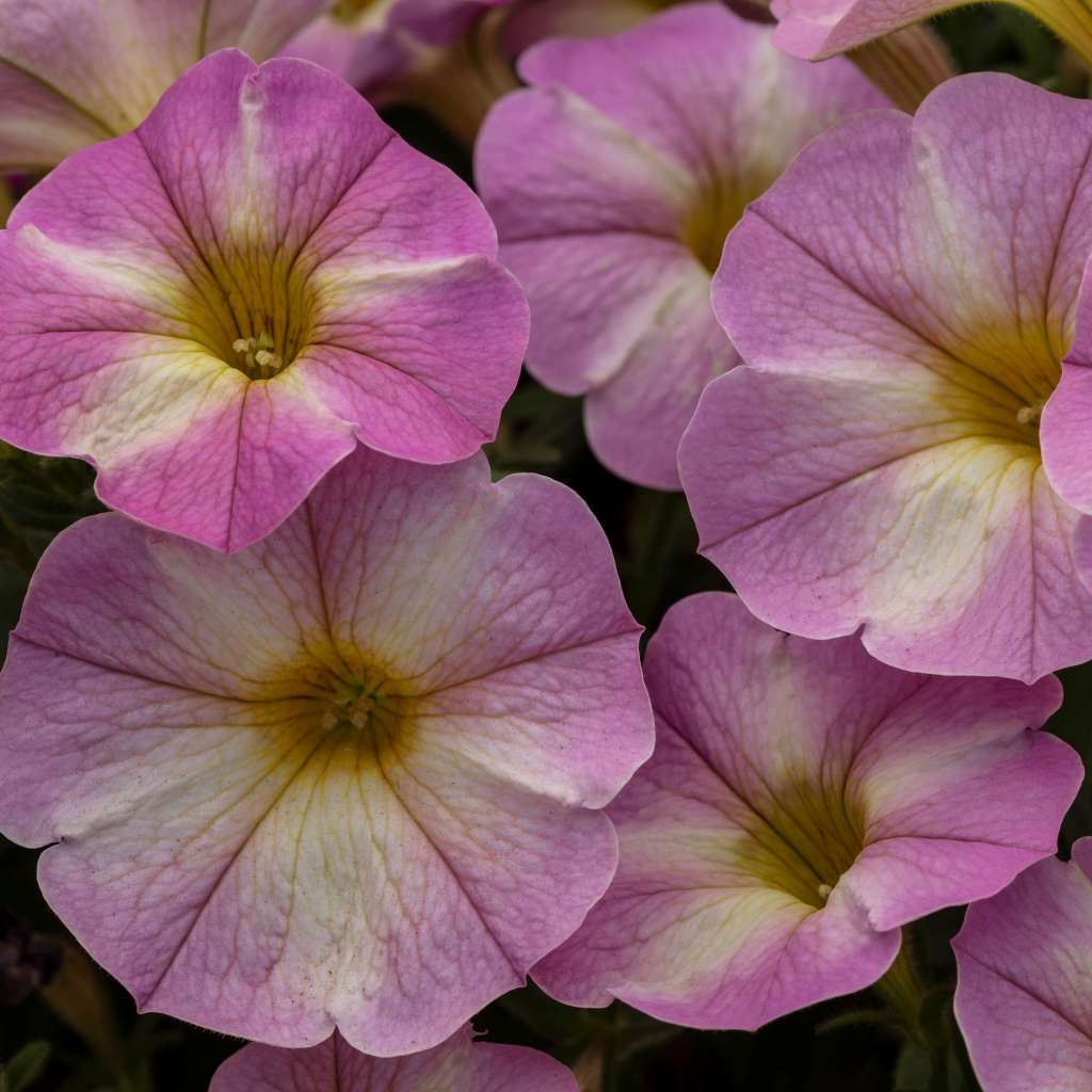 Supercal® Blue - Danziger