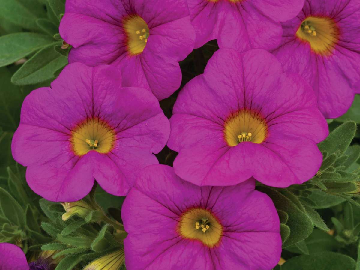 Supercal® Premium Sunray Pink - Danziger