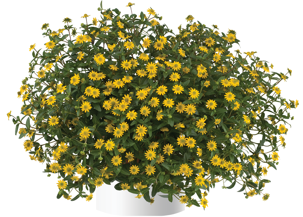 Talya™ Great Yellow - Danziger