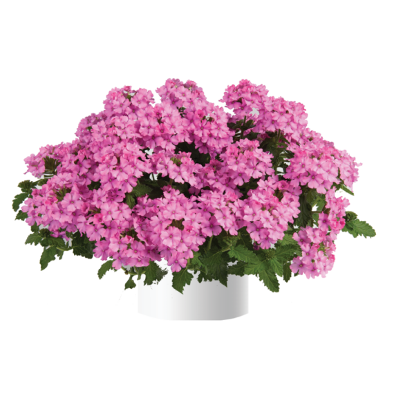 Dollar Princess™ - Danziger