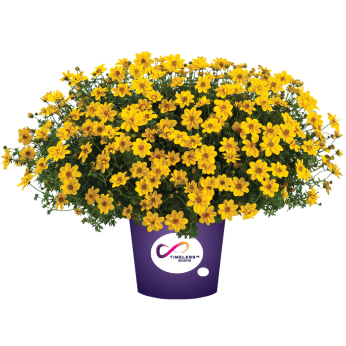 Sunshine Double™ - Danziger