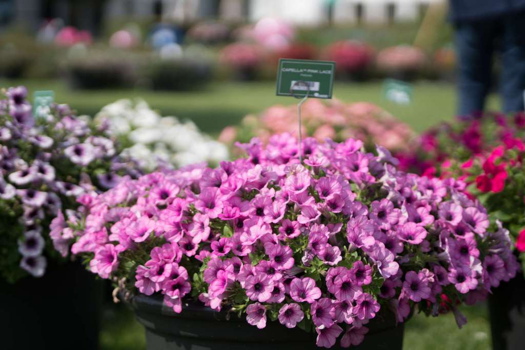 CAPELLA™ Series Archives - Danziger