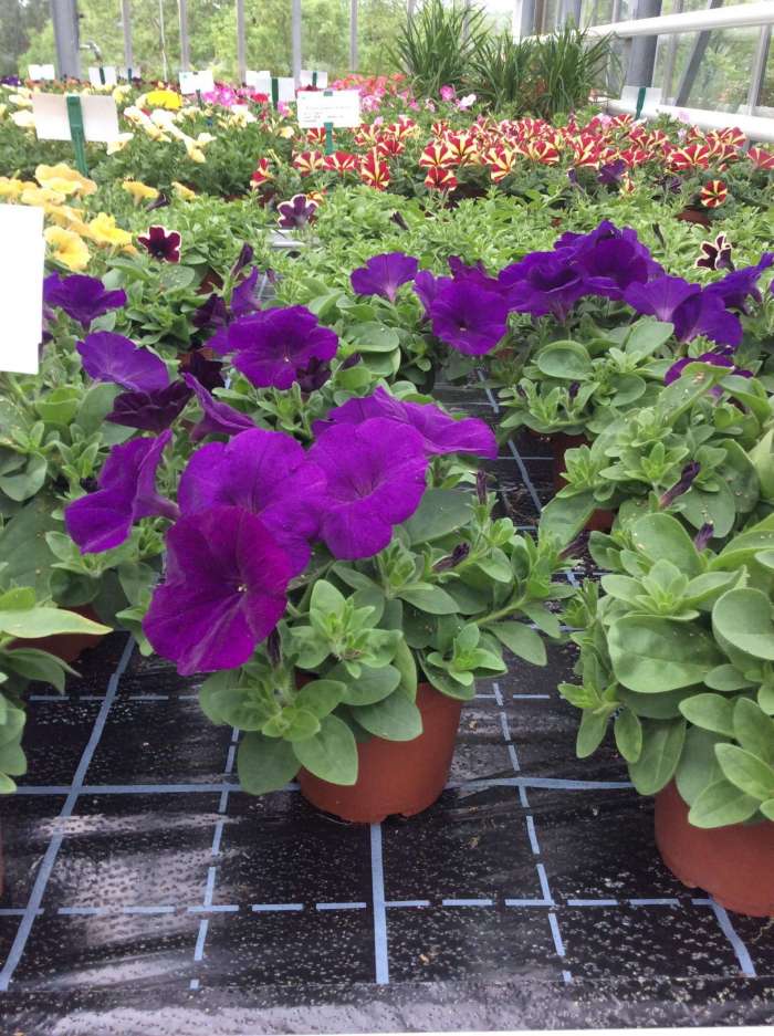 Capella™ Indigo - Danziger