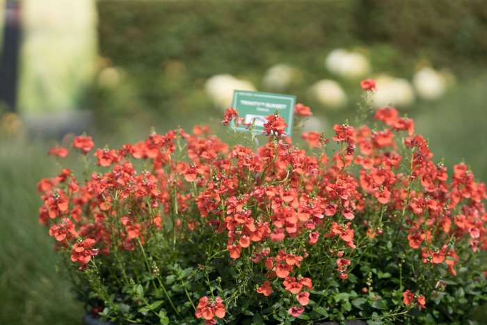 Trinity™ Sunset - Danziger