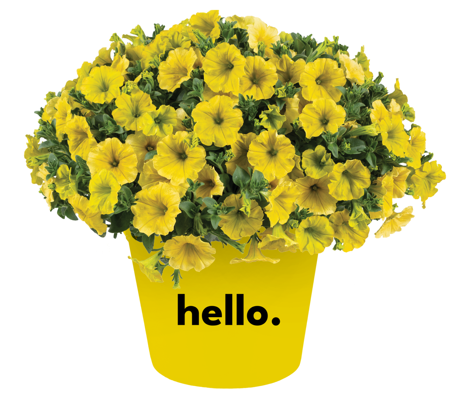 CAPELLA™ Series - Danziger