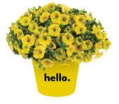 CAPELLA™ Series - Danziger