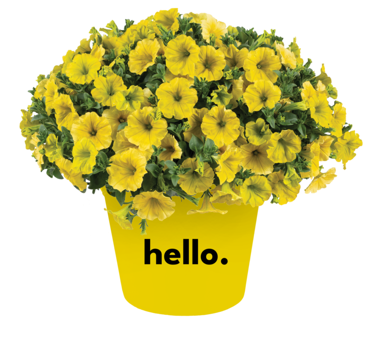 CAPELLA™ Series - Danziger