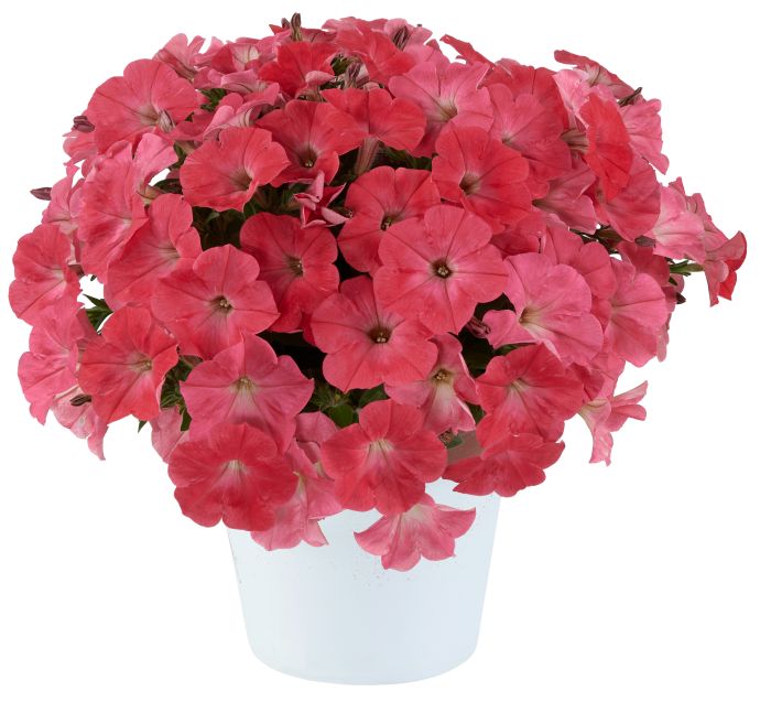 CAPELLA™ Mulberry - Danziger