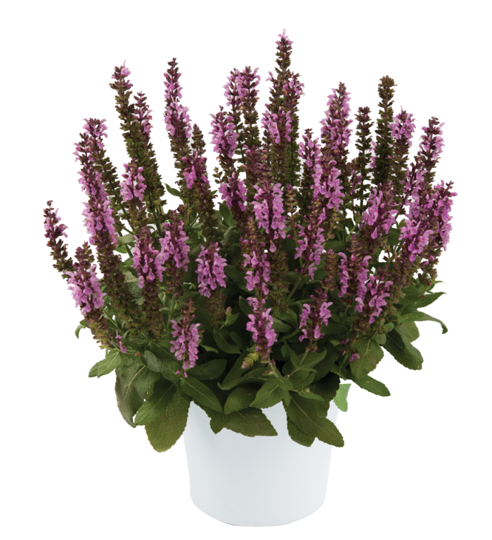 SALLYROSA™ series Archives - Danziger