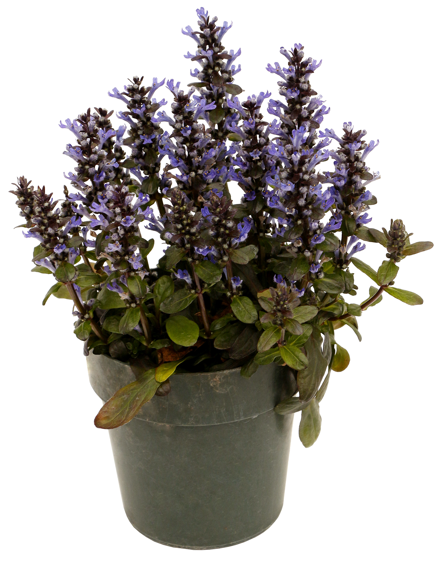 More Ajuga reptans varieties - Danziger