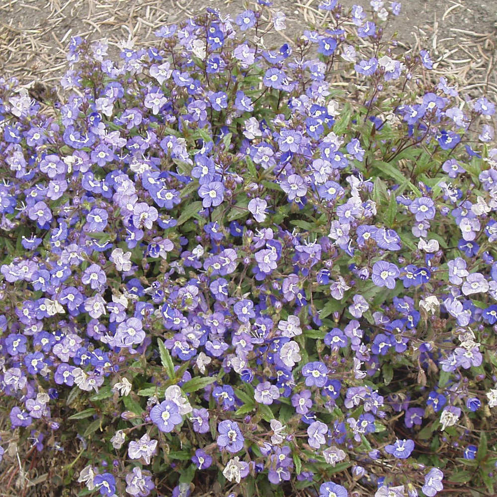 More Veronica varieties - Danziger