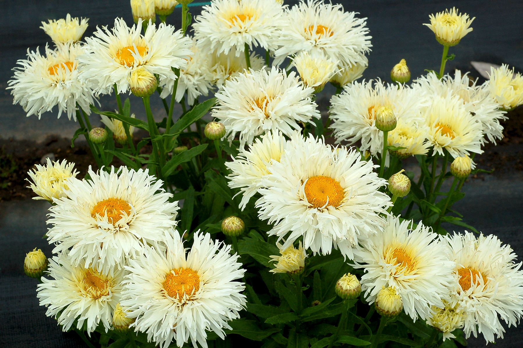 More Leucanthemum x superbum varieties Archives - Danziger
