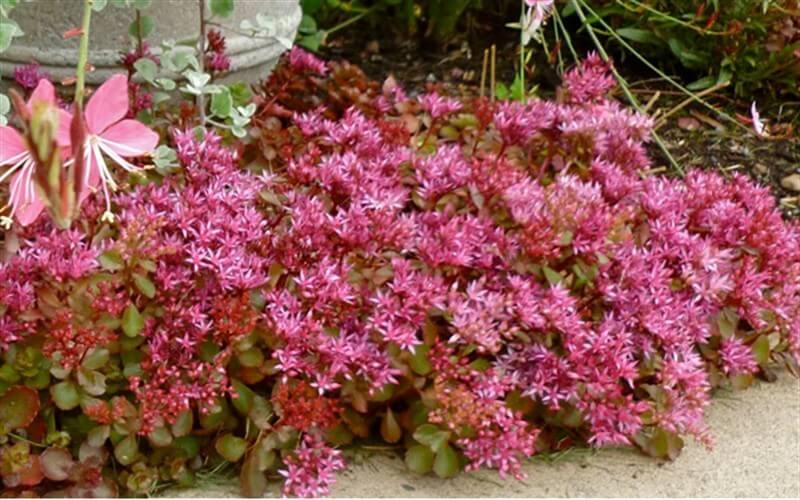 More Sedum spurium varieties Archives - Danziger