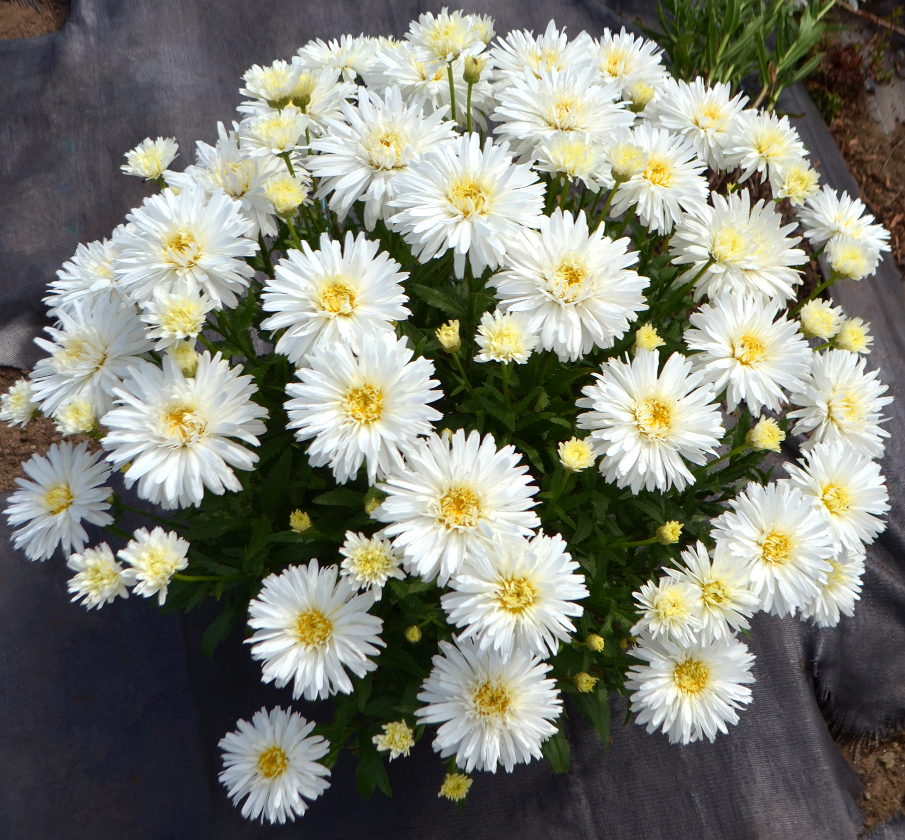 More Leucanthemum x superbum varieties - Danziger