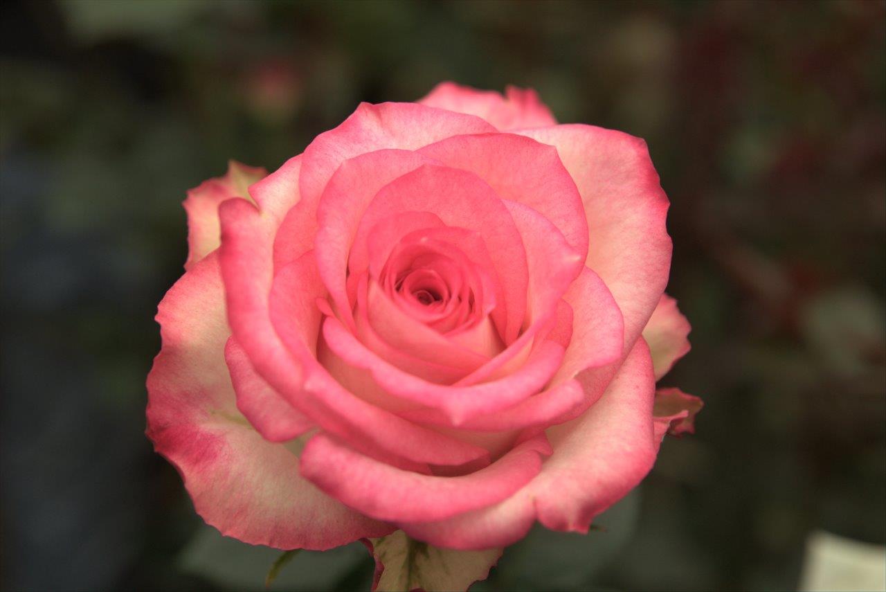 SENTI™ Roses by Danziger - Danziger