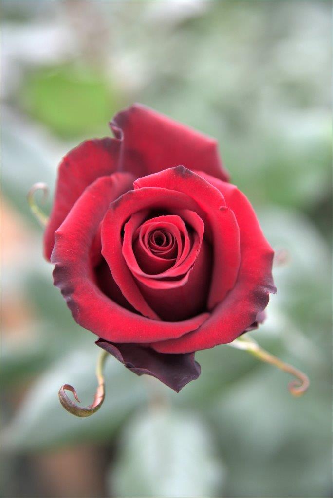 SENTI™ Roses by Danziger - Danziger