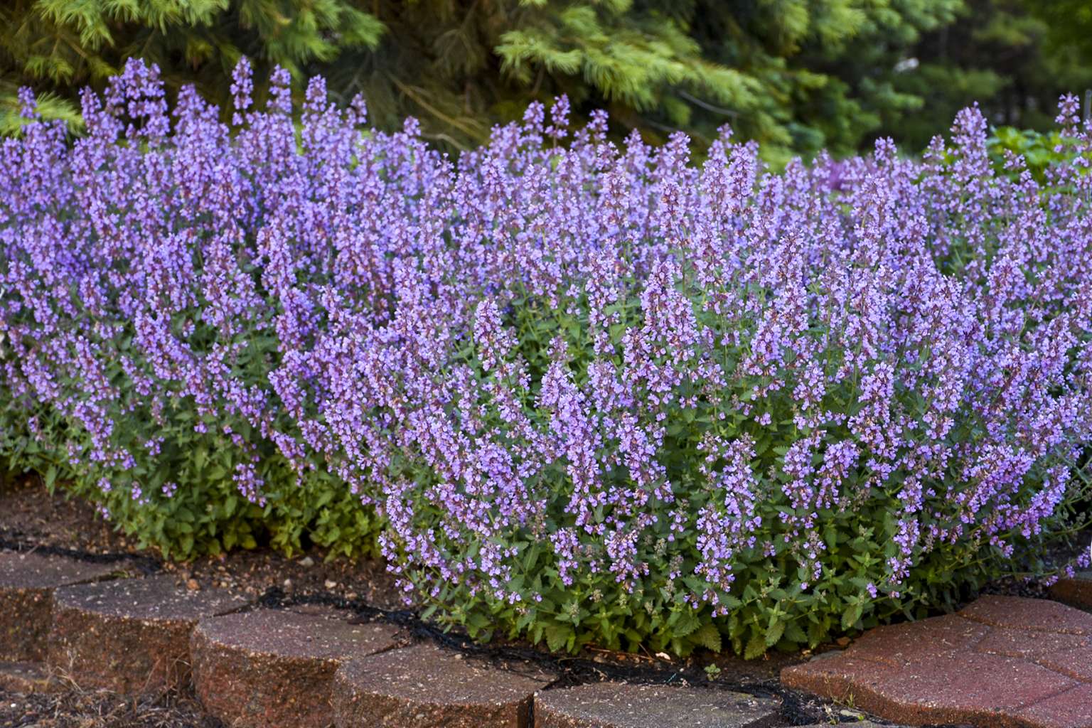 More Nepeta faassenii varieties - Danziger