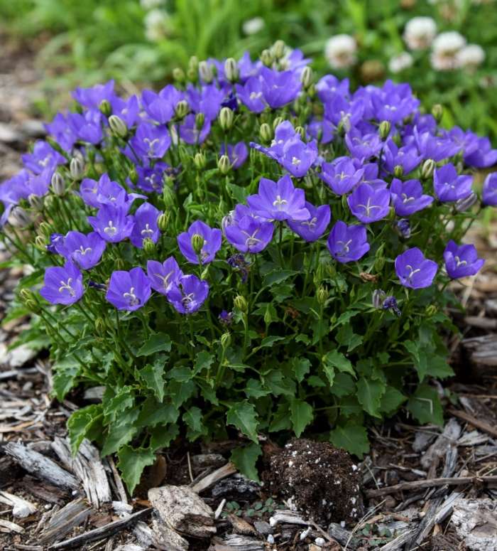 SALLYROSA™ series Archives - Danziger