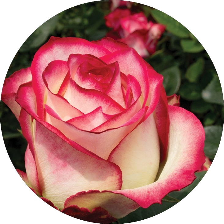 ROSES COLOMBIA COLLECTION Archives - Danziger