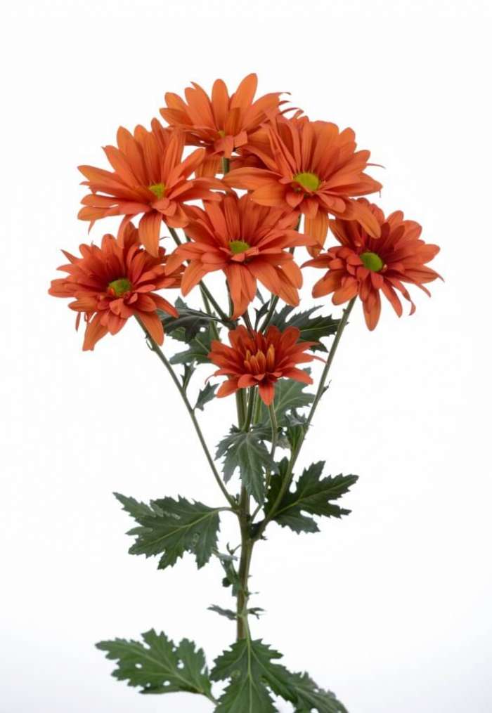 ATLANTIS™ series Archives - Danziger