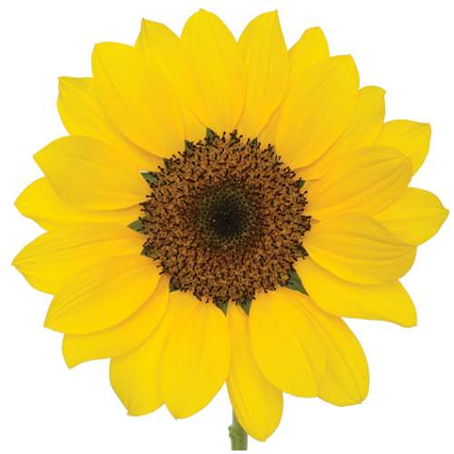 SUNFLOWER COLLECTION - Danziger