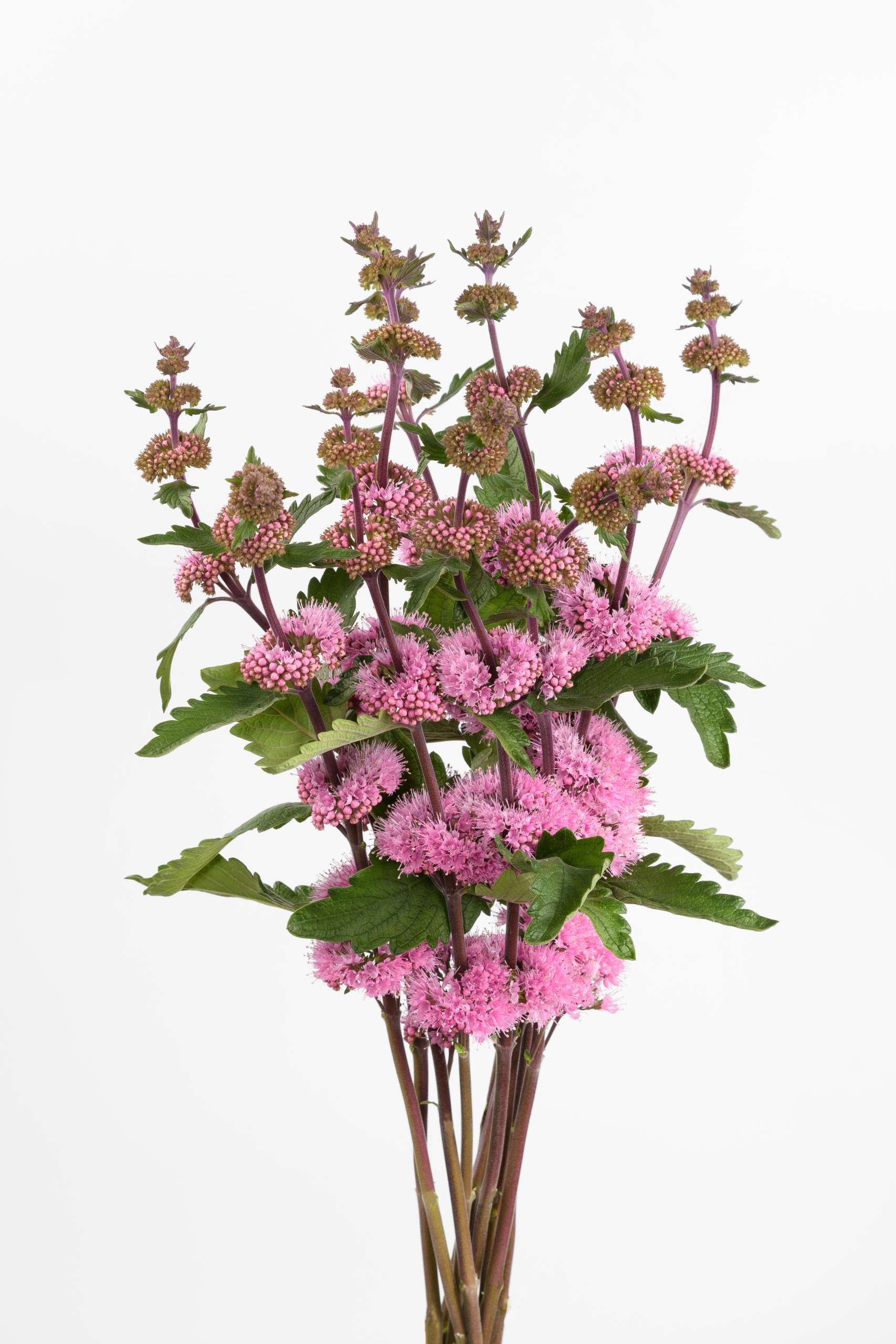 PAGODA™ LAGOON - Danziger